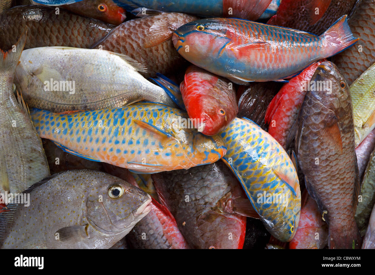 Parrot fish caught by local fishermen and being collected in a box ...