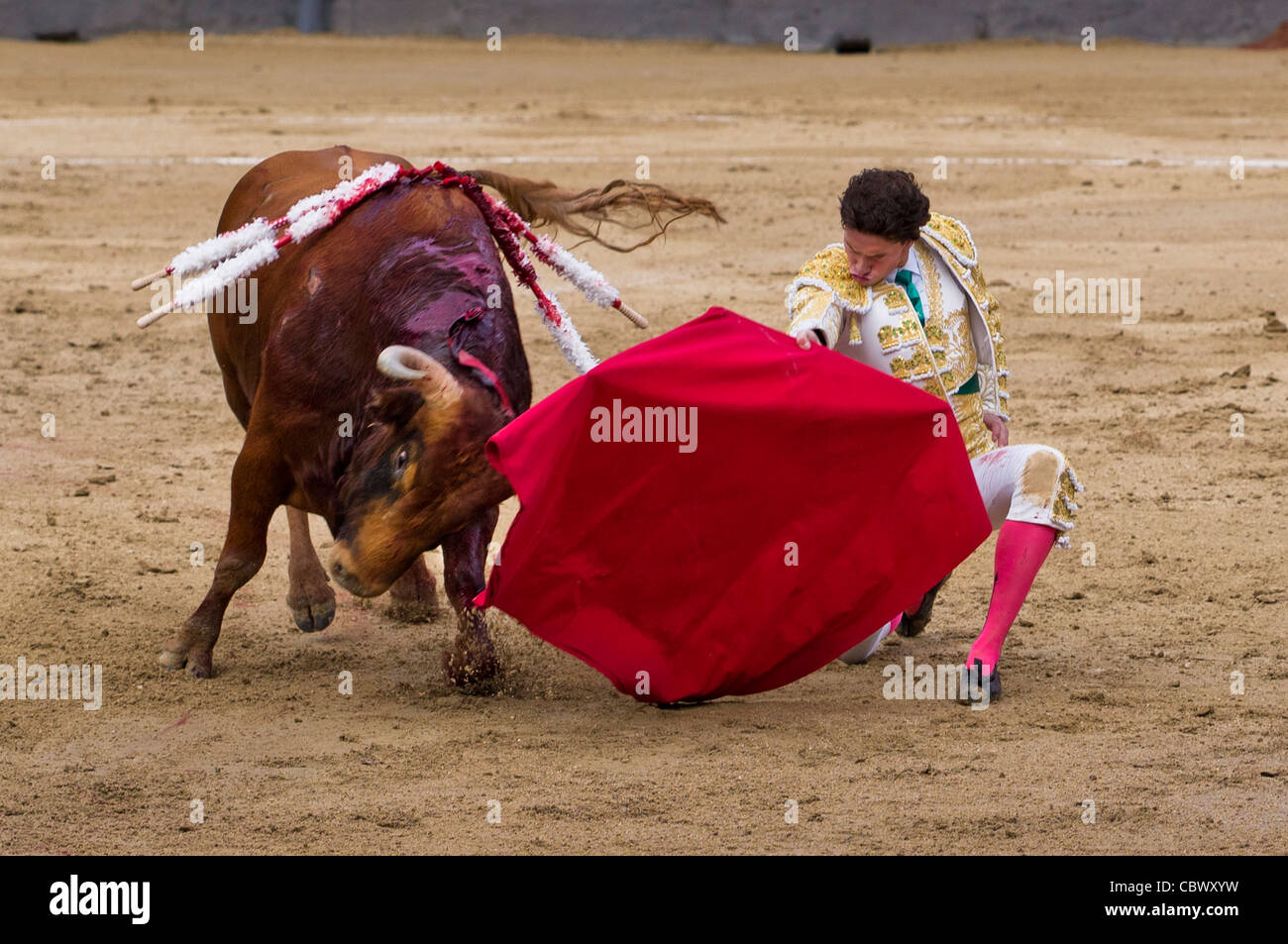 Spain bull hi-res stock photography and images - Alamy