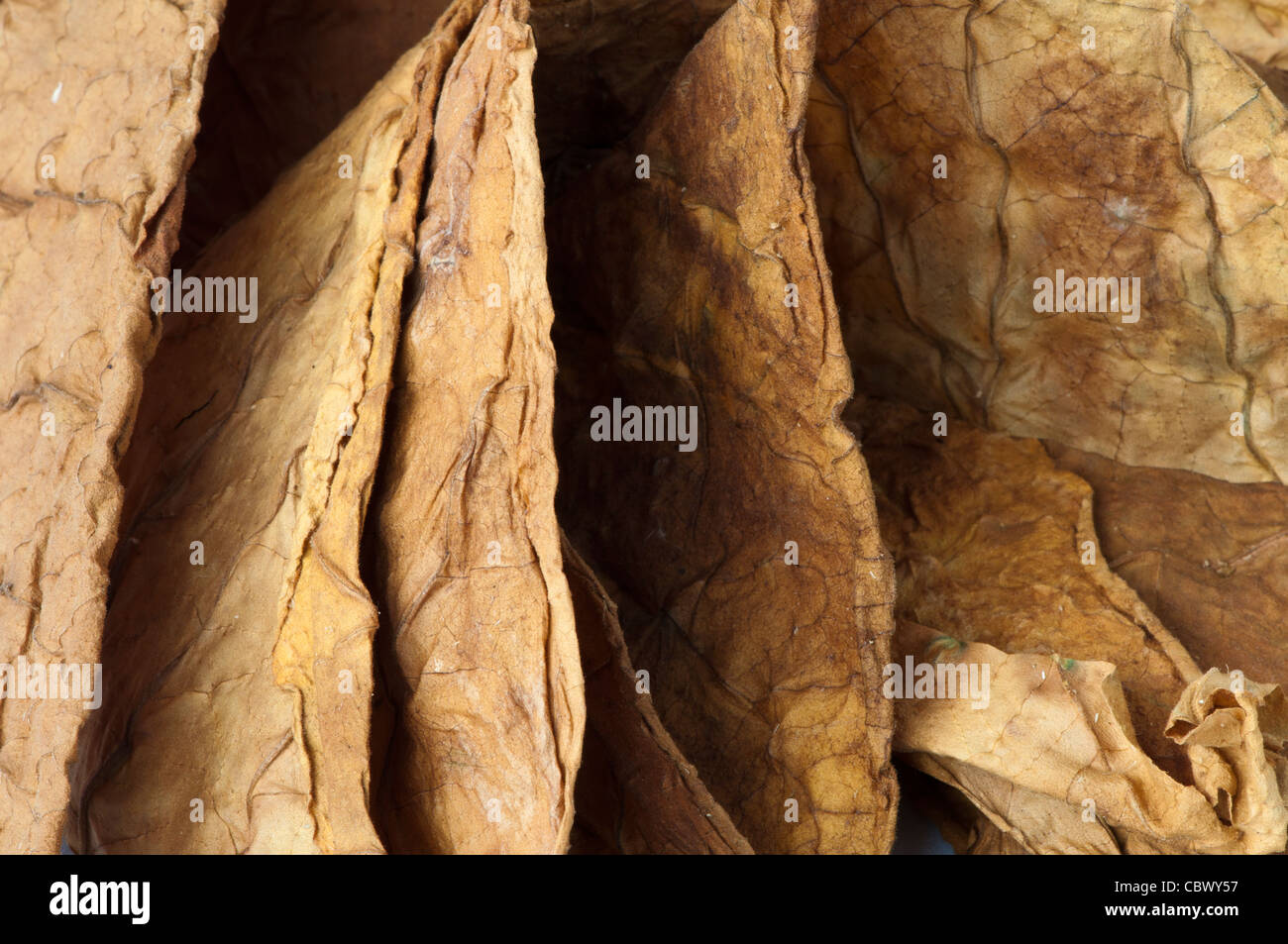 Tobacco smoke industry hi-res stock photography and images - Alamy