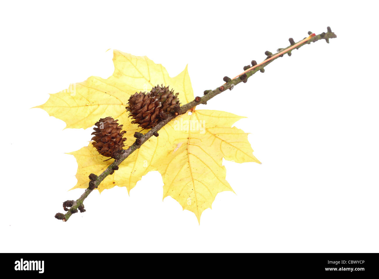 White pine and maple hi-res stock photography and images - Alamy