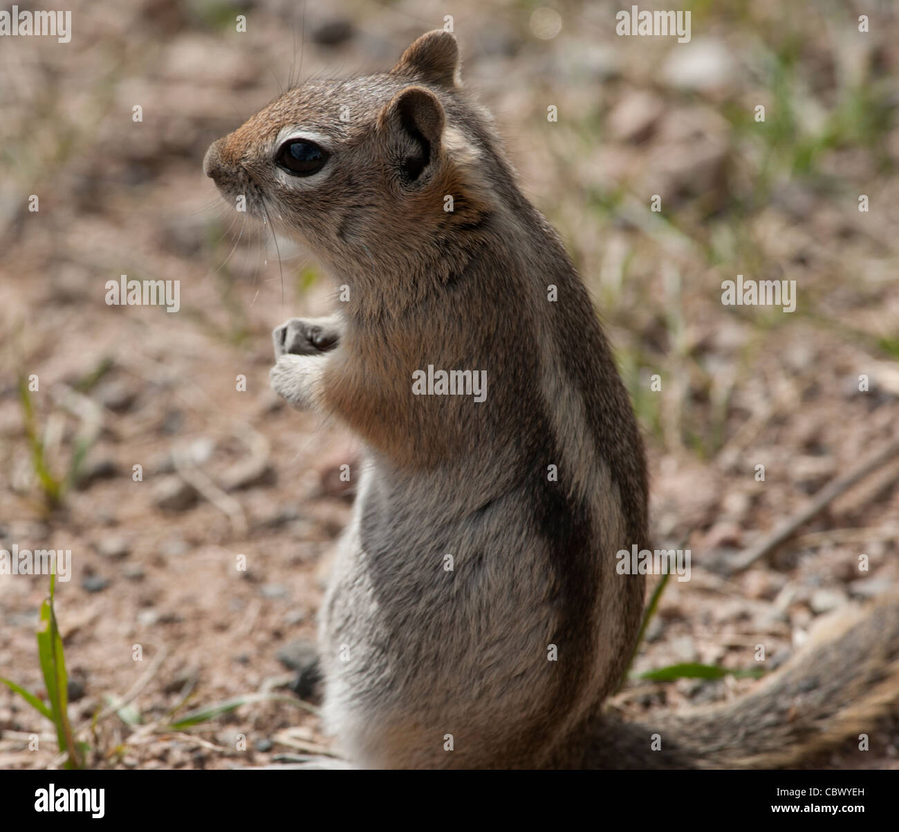 Golden-mantled Ground Squirrel Stock Photo - Alamy