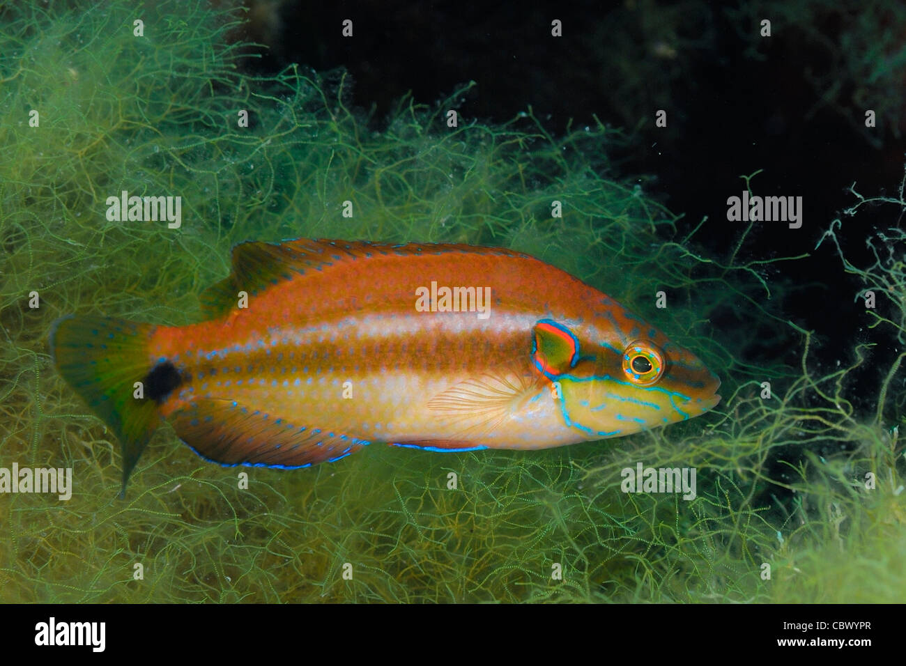 Ocellated wrasse Symphodus ocellatus, Labridae, Capraia Island, Tuscany ...