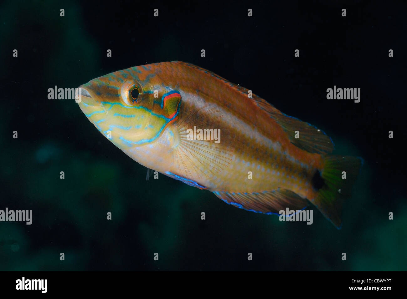 Ocellated wrasse Symphodus ocellatus, Labridae, Capraia Island, Tuscany ...