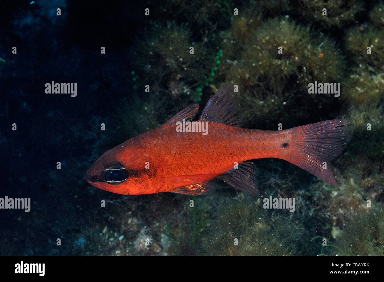 Cardinal fish hi-res stock photography and images - Alamy