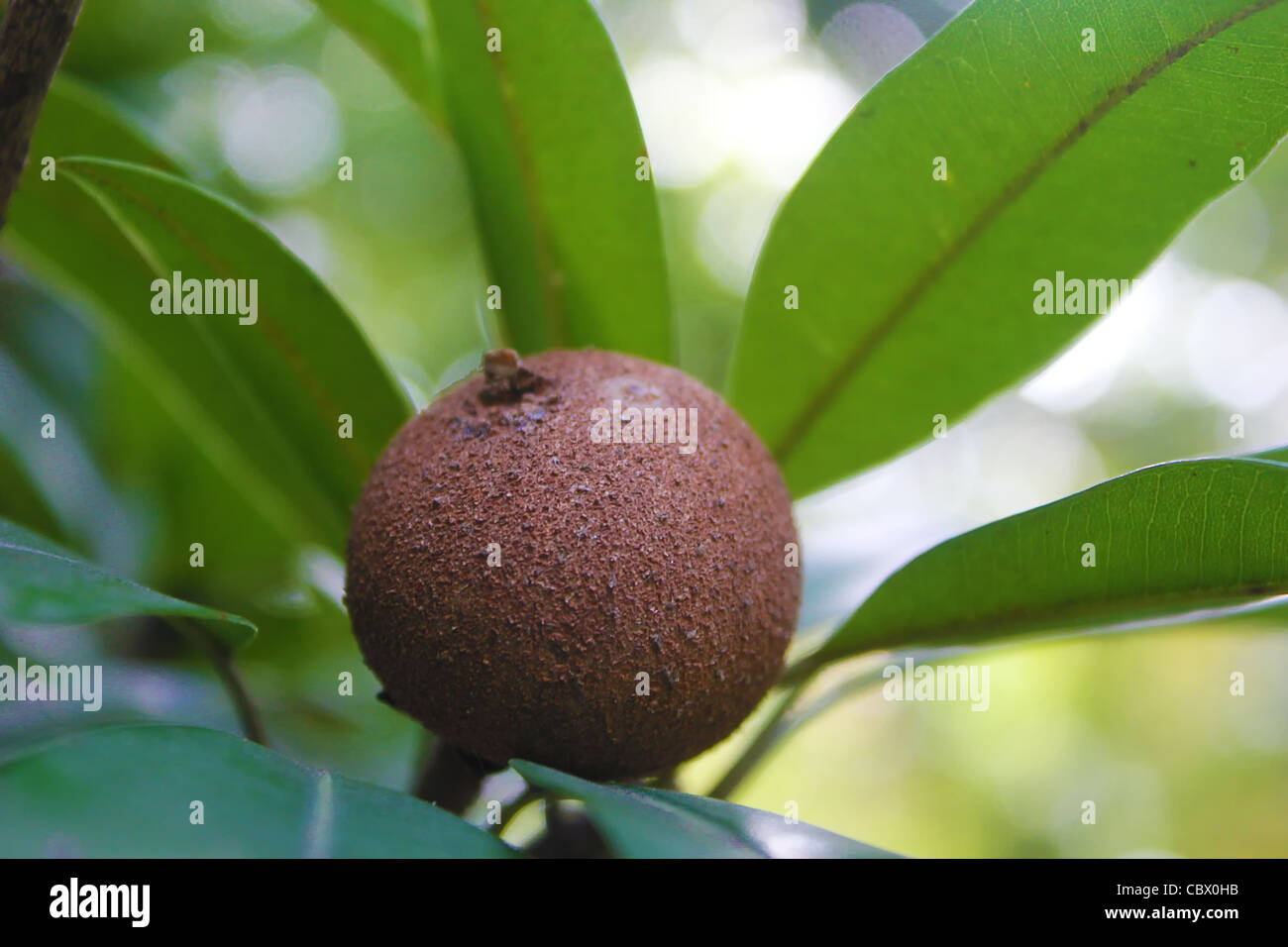 Sapodilla fruit (Chikoo Stock Photo - Alamy