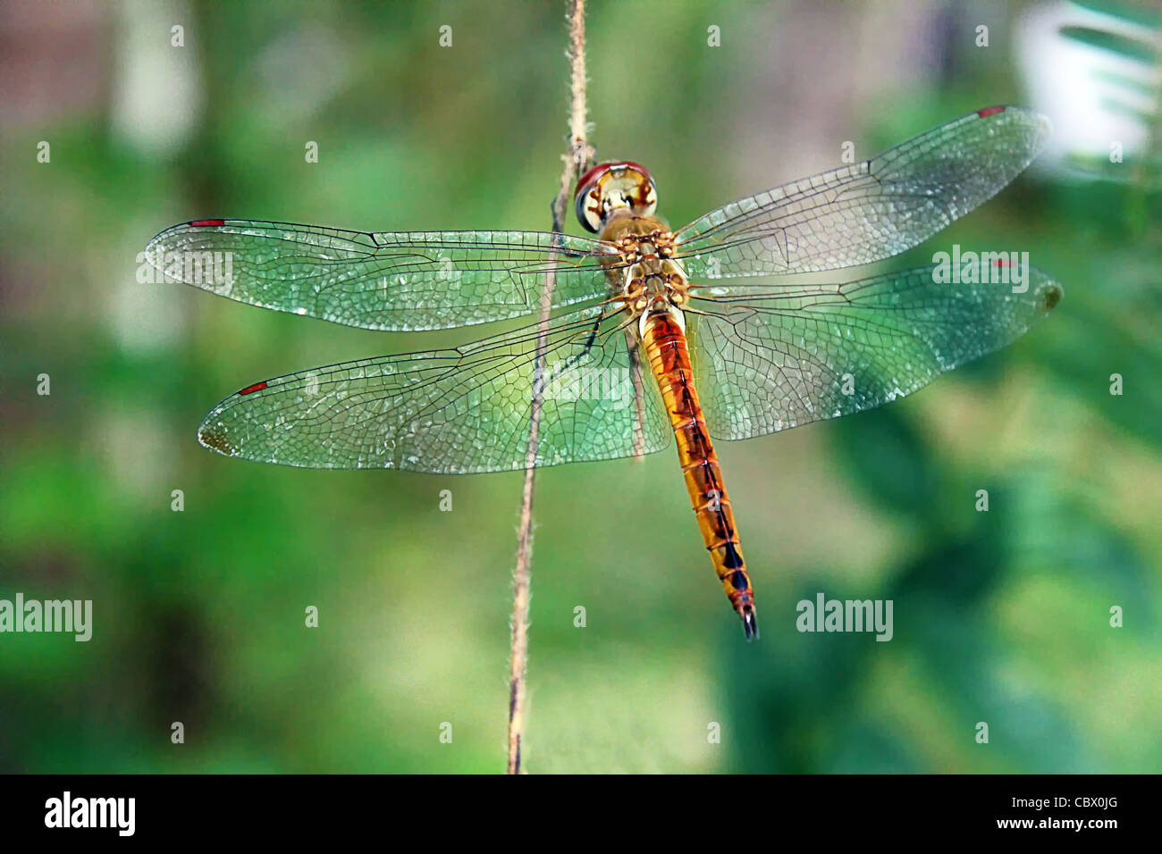 Dragon fly on branch Stock Photo - Alamy