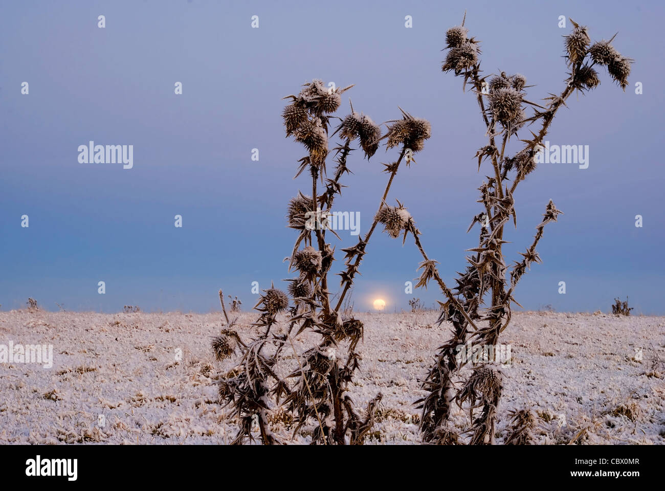 Picture of a winter field Stock Photo - Alamy