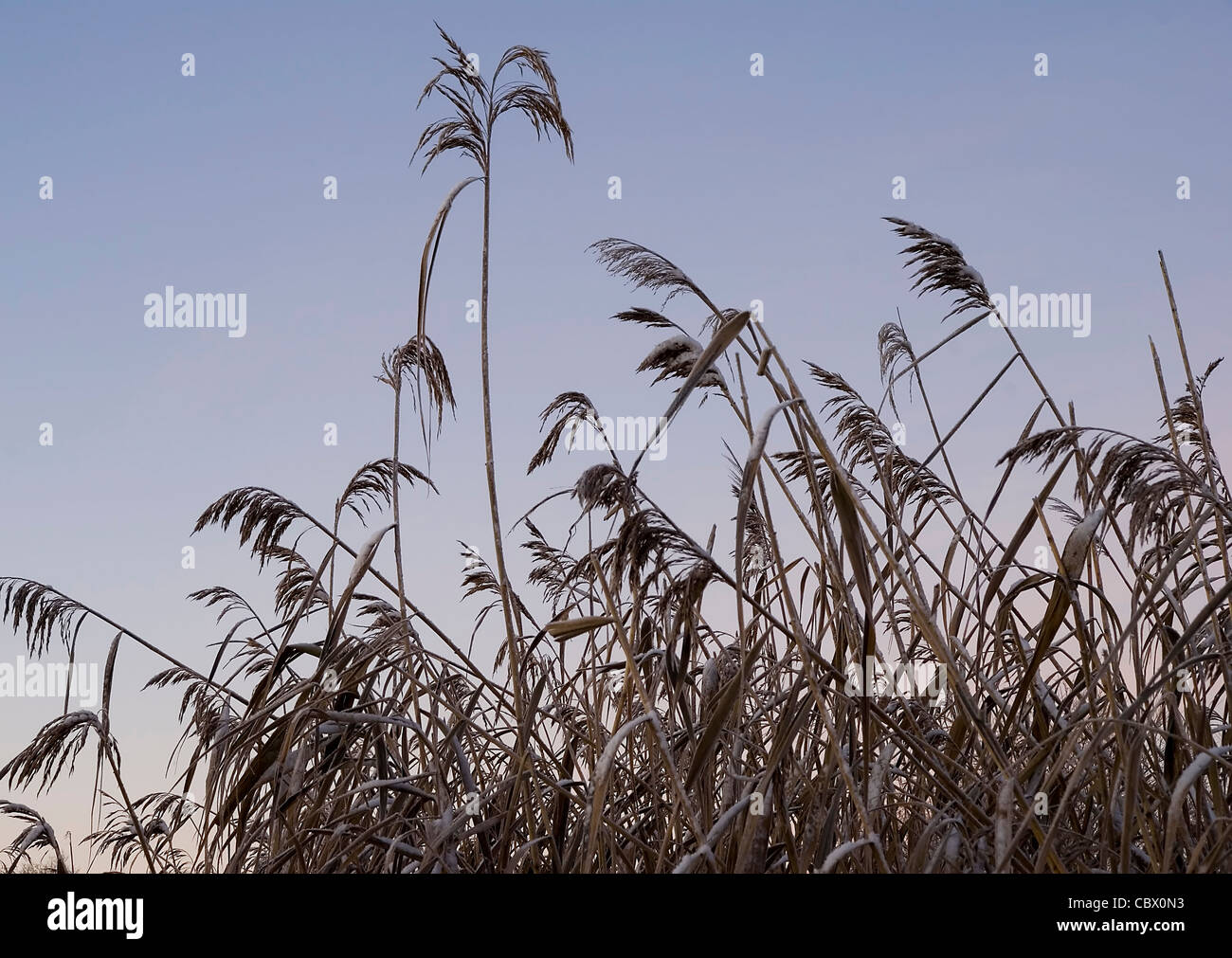 Picture of a winter morning Stock Photo - Alamy
