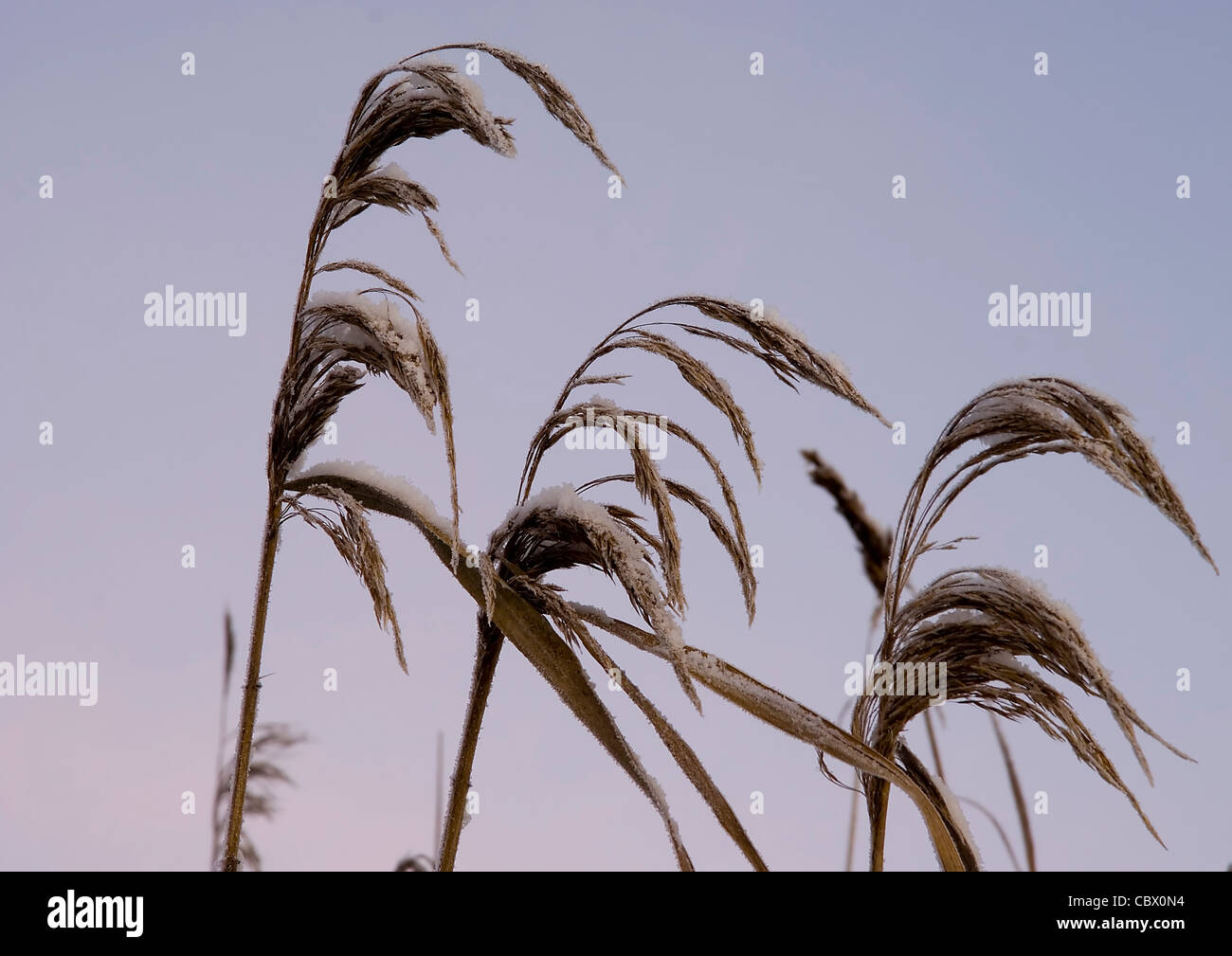 Picture of grass in the winter Stock Photo - Alamy