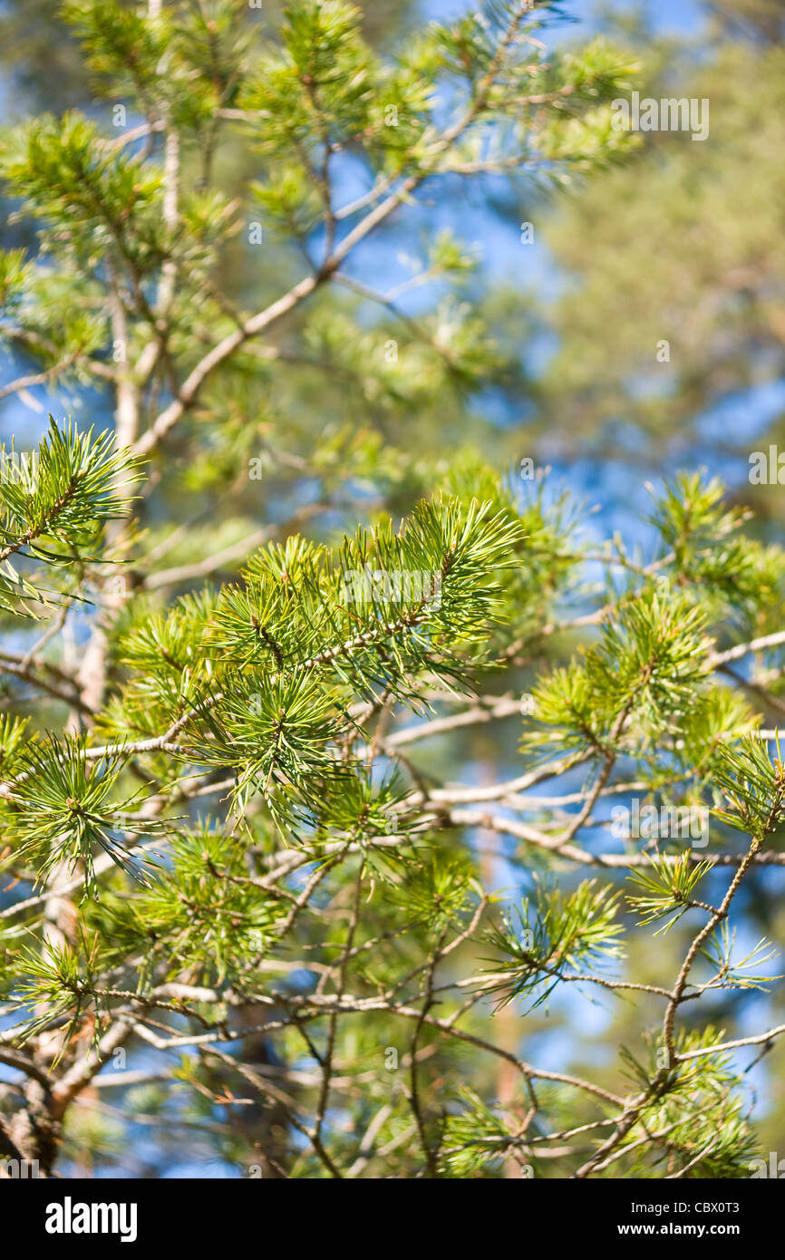 Flor branch hi-res stock photography and images - Alamy