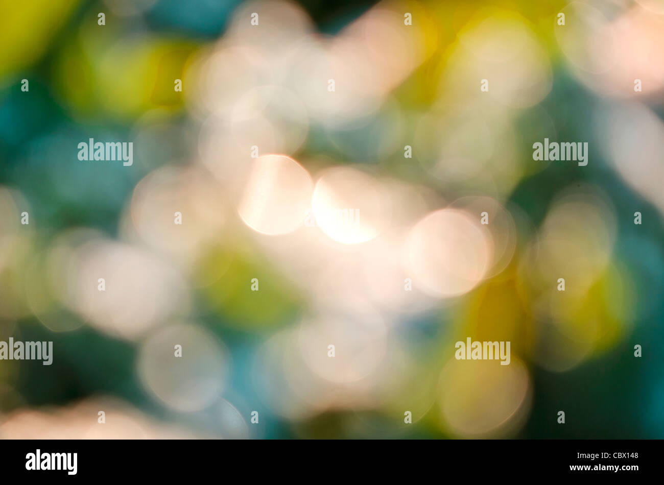 Blur nature background. Abstract out of focus sunlight and flora ...