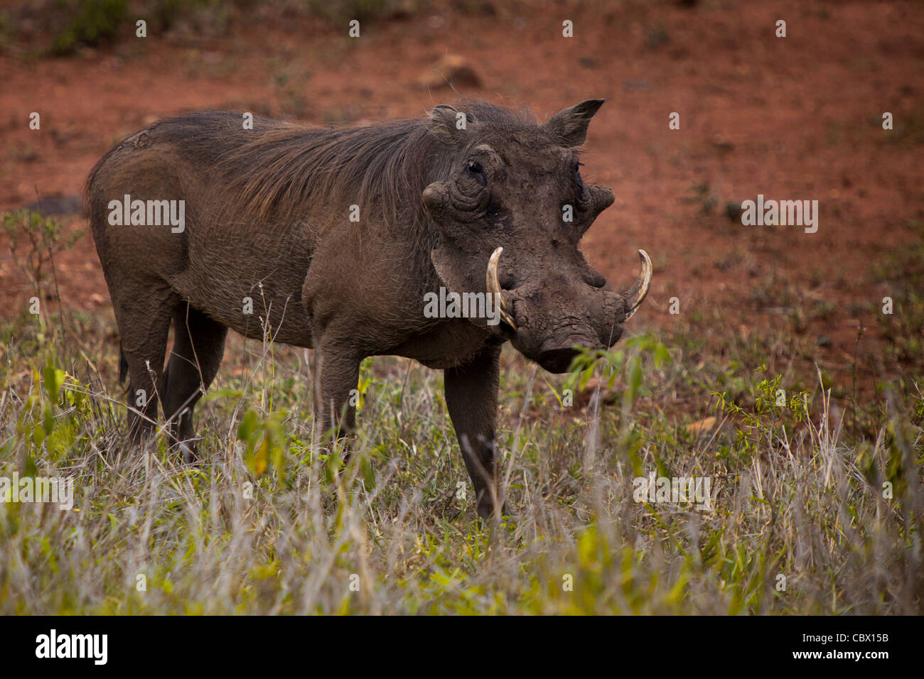 Warthog in Kruger National Park, South Africa Stock Photo - Alamy