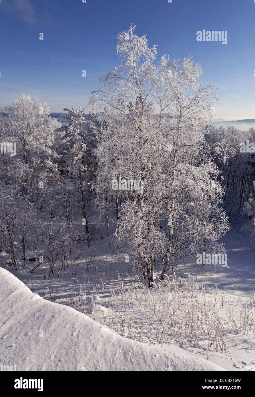 White frozen tree and blue sky Stock Photo - Alamy