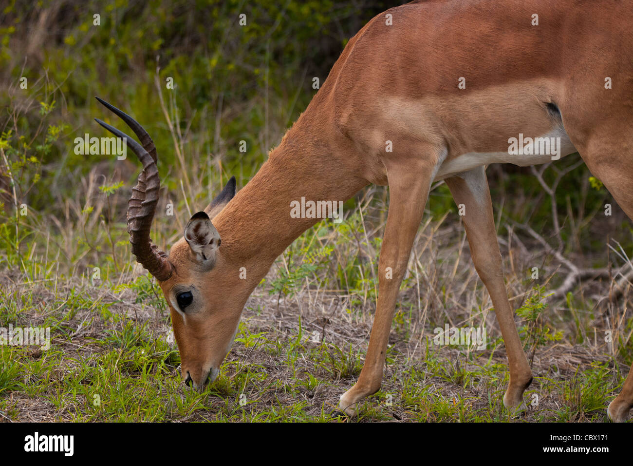 Bull impala in Kruger National Park, South Africa Stock Photo - Alamy