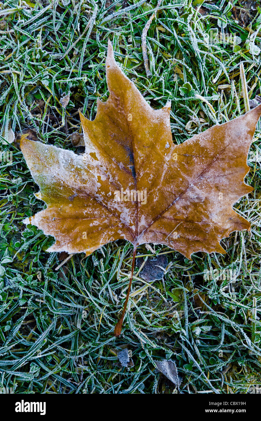 maple leaf covered with frost Stock Photo - Alamy