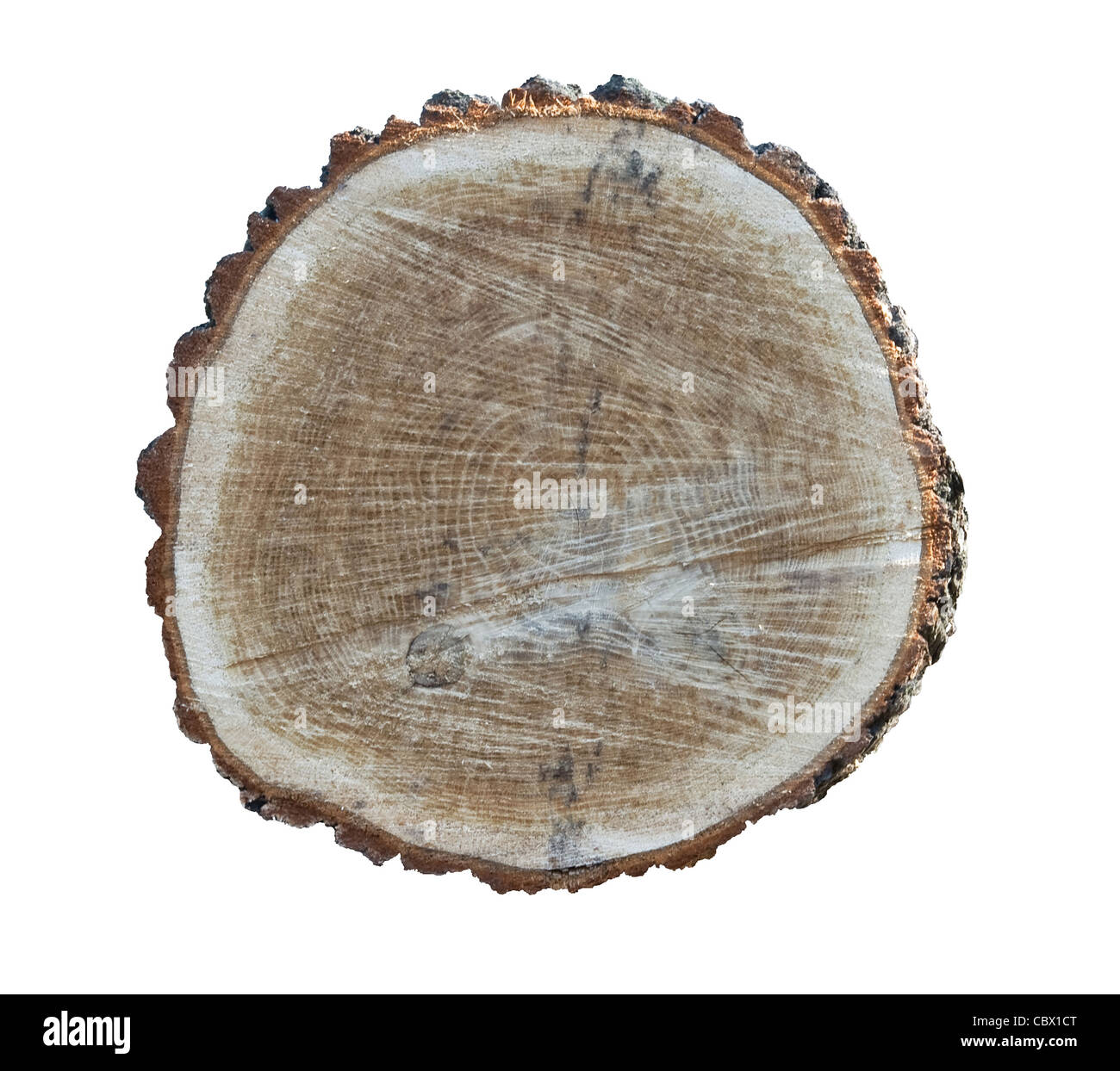 White oak tree rings hi-res stock photography and images - Alamy