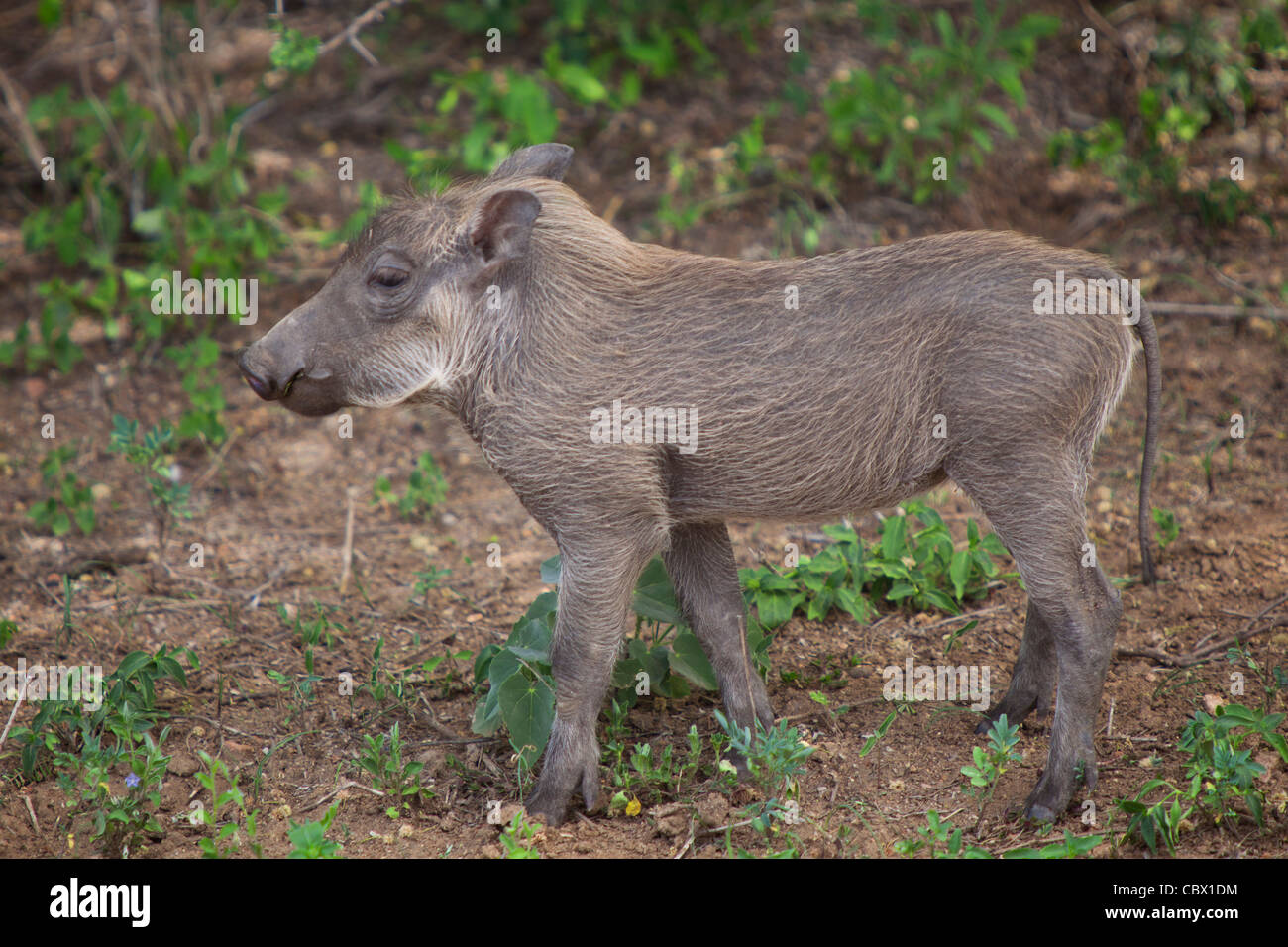 Baby warthog in Kruger National Park, South Africa Stock Photo - Alamy