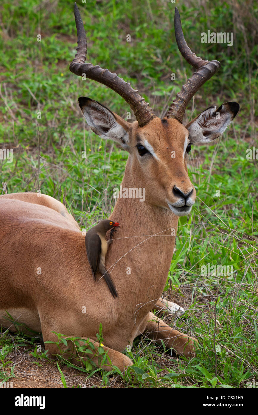 Bird sitting on bull impala in Kruger National Park, South Africa Stock ...