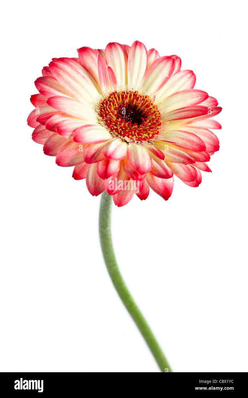 beautiful gerbera flower isolated on white background Stock Photo - Alamy