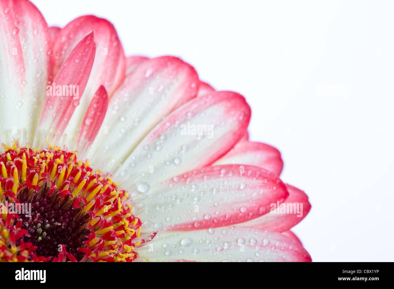 beautiful gerbera flower isolated on white background Stock Photo - Alamy