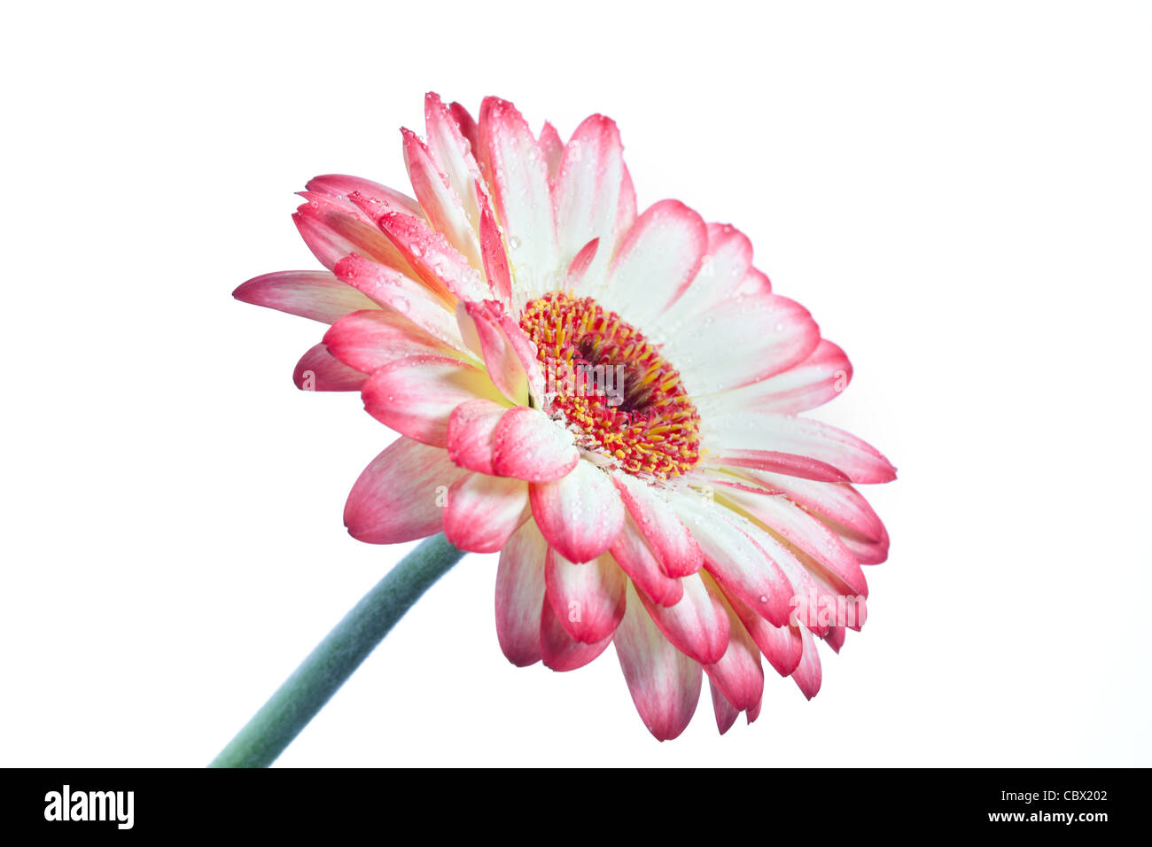 beautiful gerbera flower isolated on white background Stock Photo - Alamy