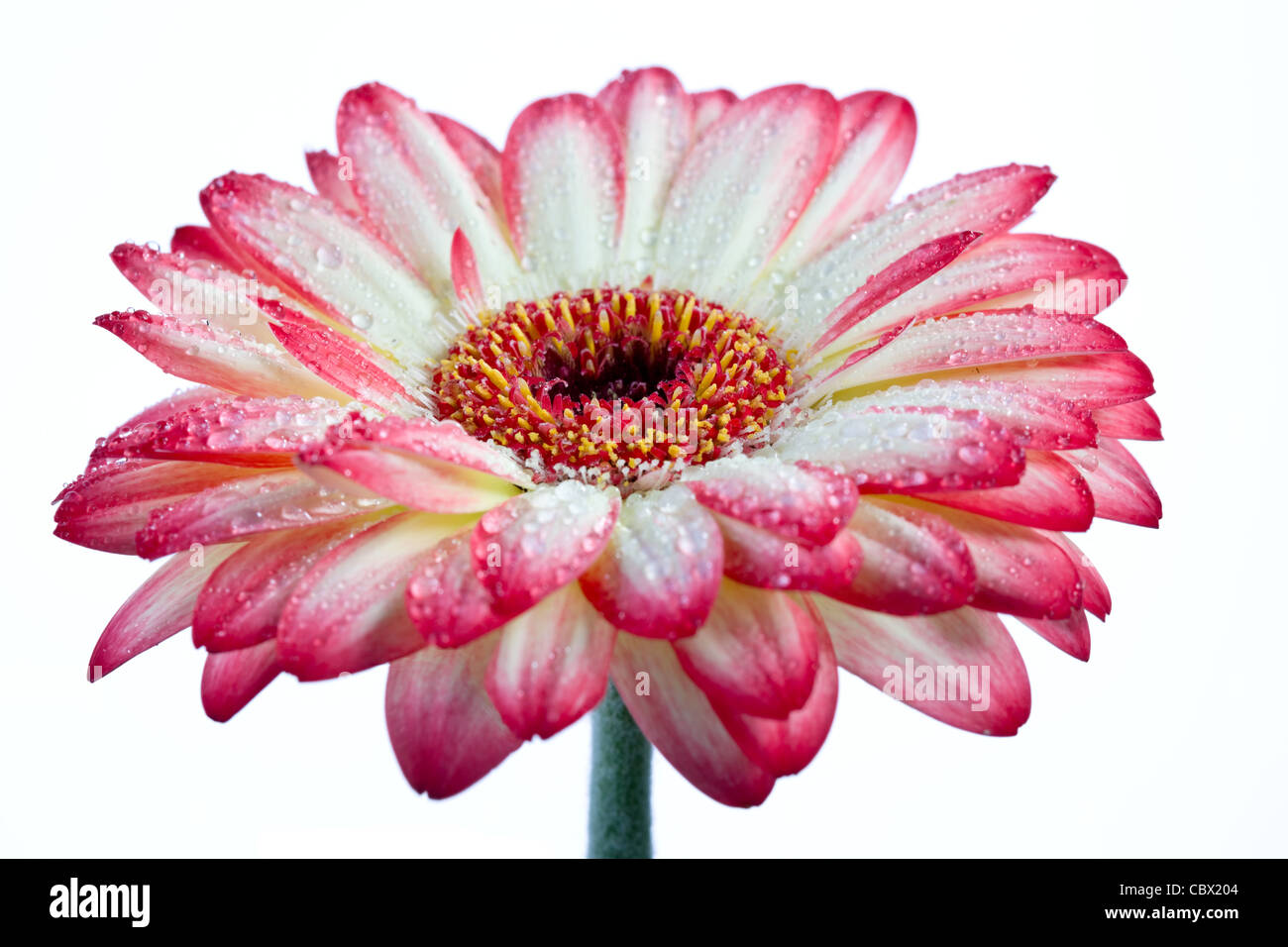 beautiful gerbera flower isolated on white background Stock Photo - Alamy