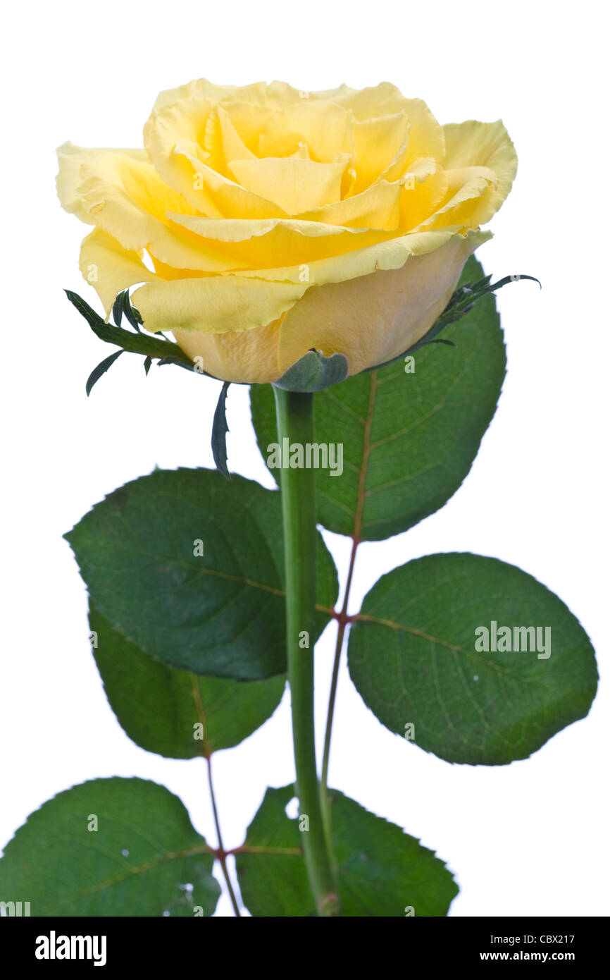 beautiful yellow rose flower isolated on white background Stock Photo ...