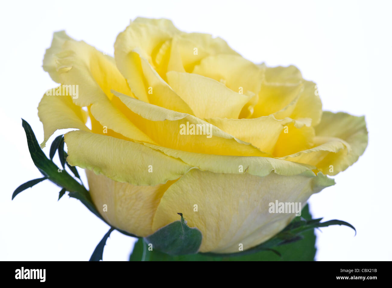 beautiful yellow rose flower isolated on white background Stock Photo ...