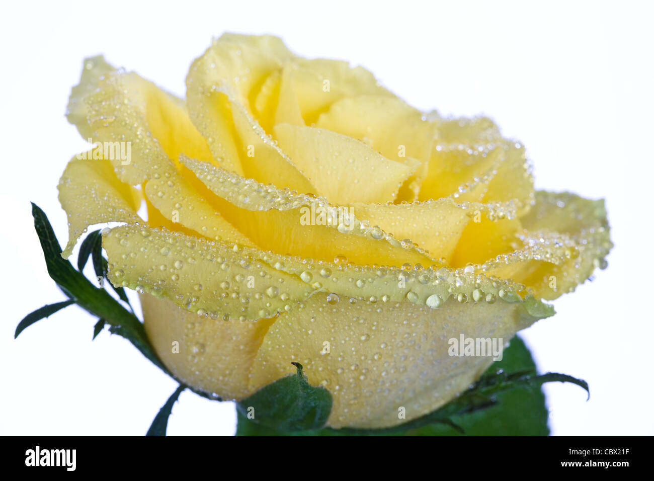beautiful yellow rose flower isolated on white background Stock Photo ...