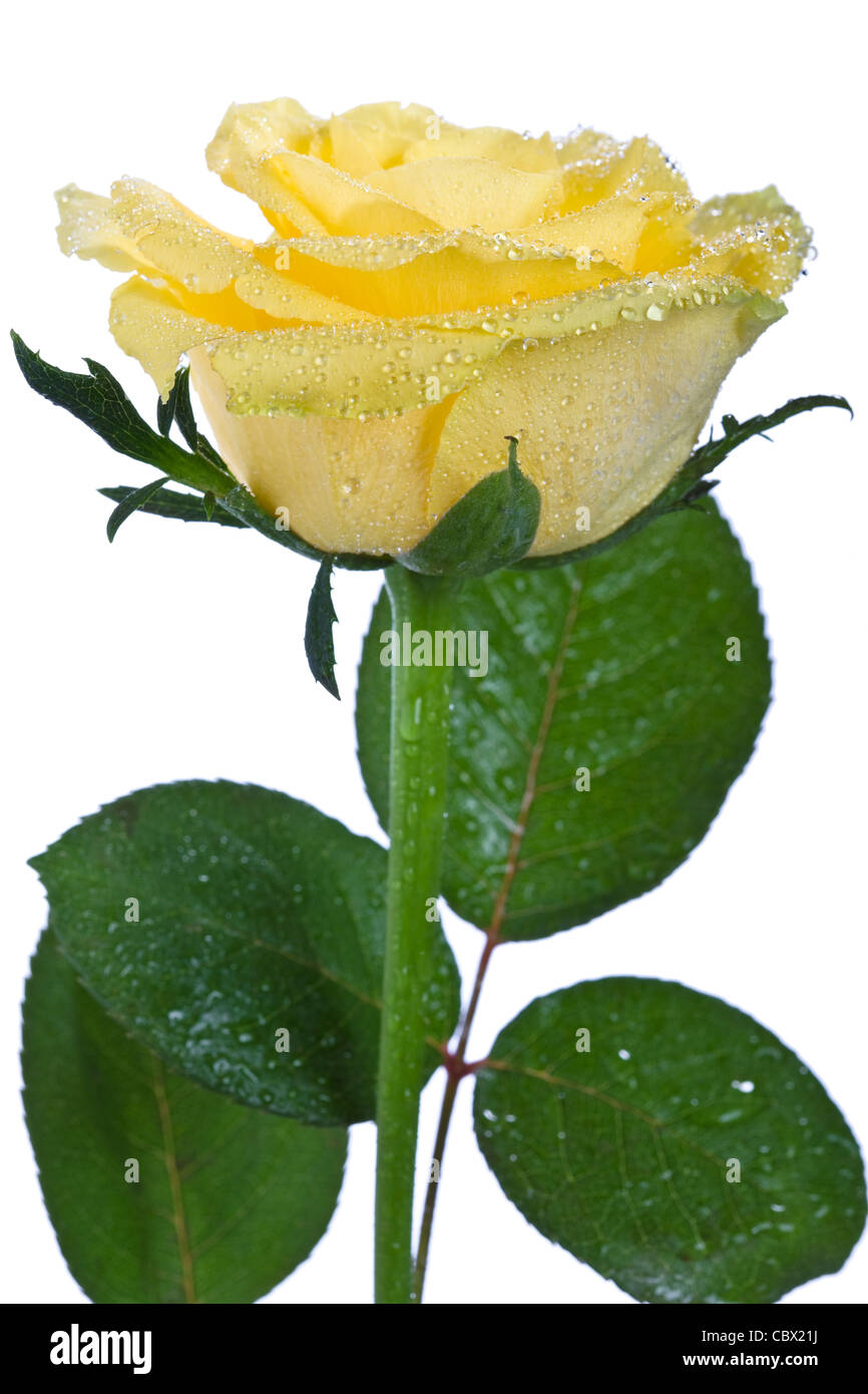 beautiful yellow rose flower isolated on white background Stock Photo ...