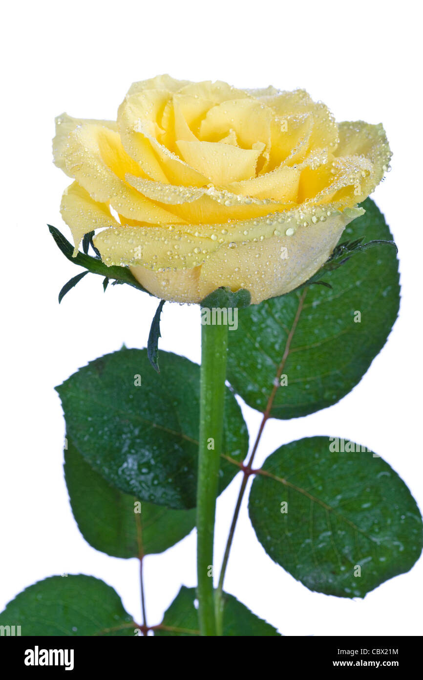 beautiful yellow rose flower isolated on white background Stock Photo ...