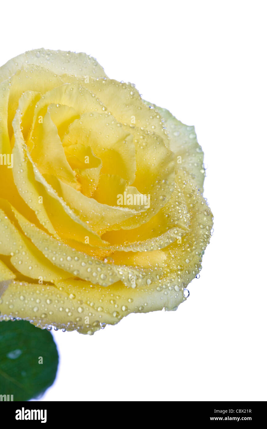 beautiful yellow rose flower isolated on white background Stock Photo ...