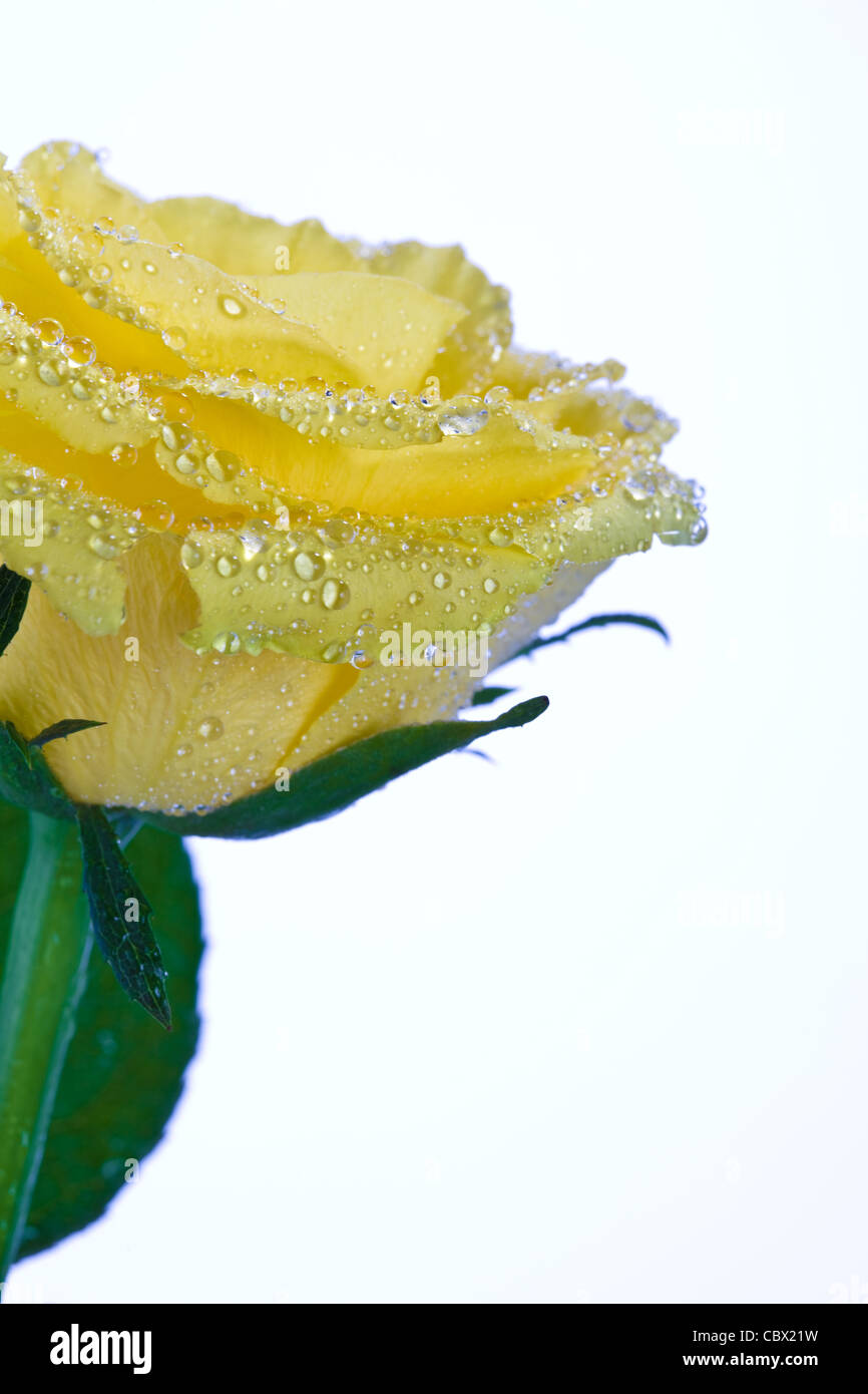 beautiful yellow rose flower isolated on white background Stock Photo ...