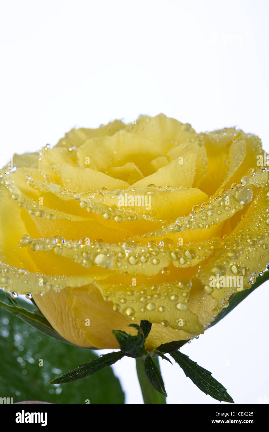 beautiful yellow rose flower isolated on white background Stock Photo ...