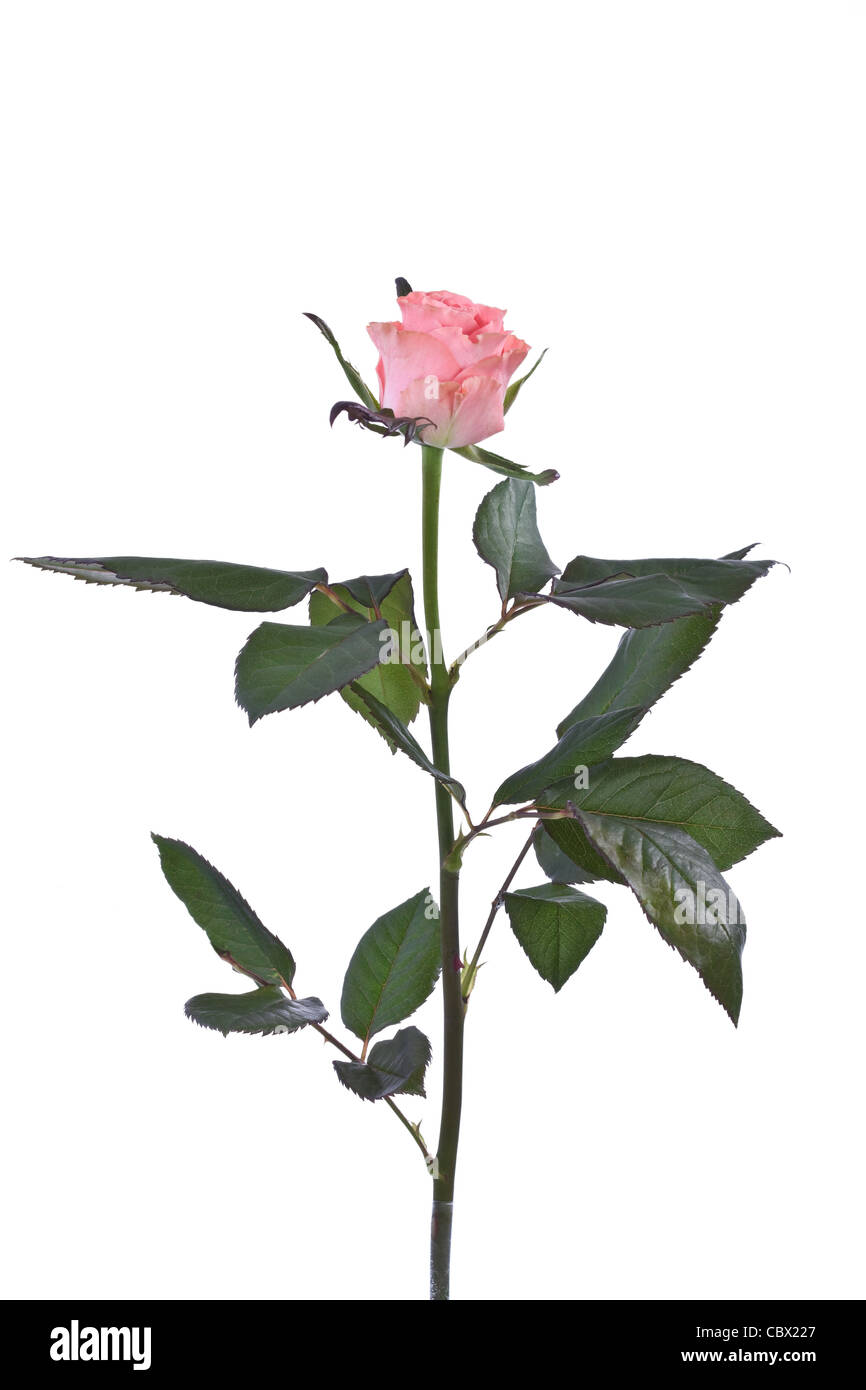 beautiful pink rose flower isolated on white background Stock Photo - Alamy