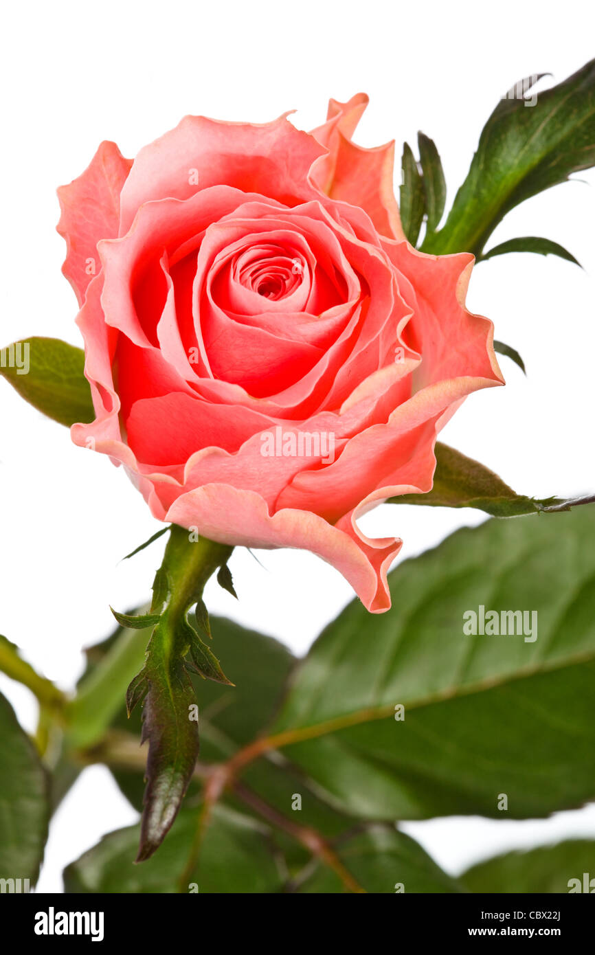 beautiful pink rose flower isolated on white background Stock Photo - Alamy