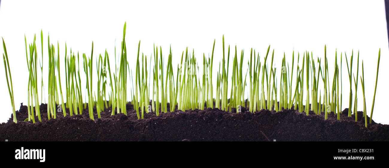 fresh growing grass isolated on white background Stock Photo - Alamy