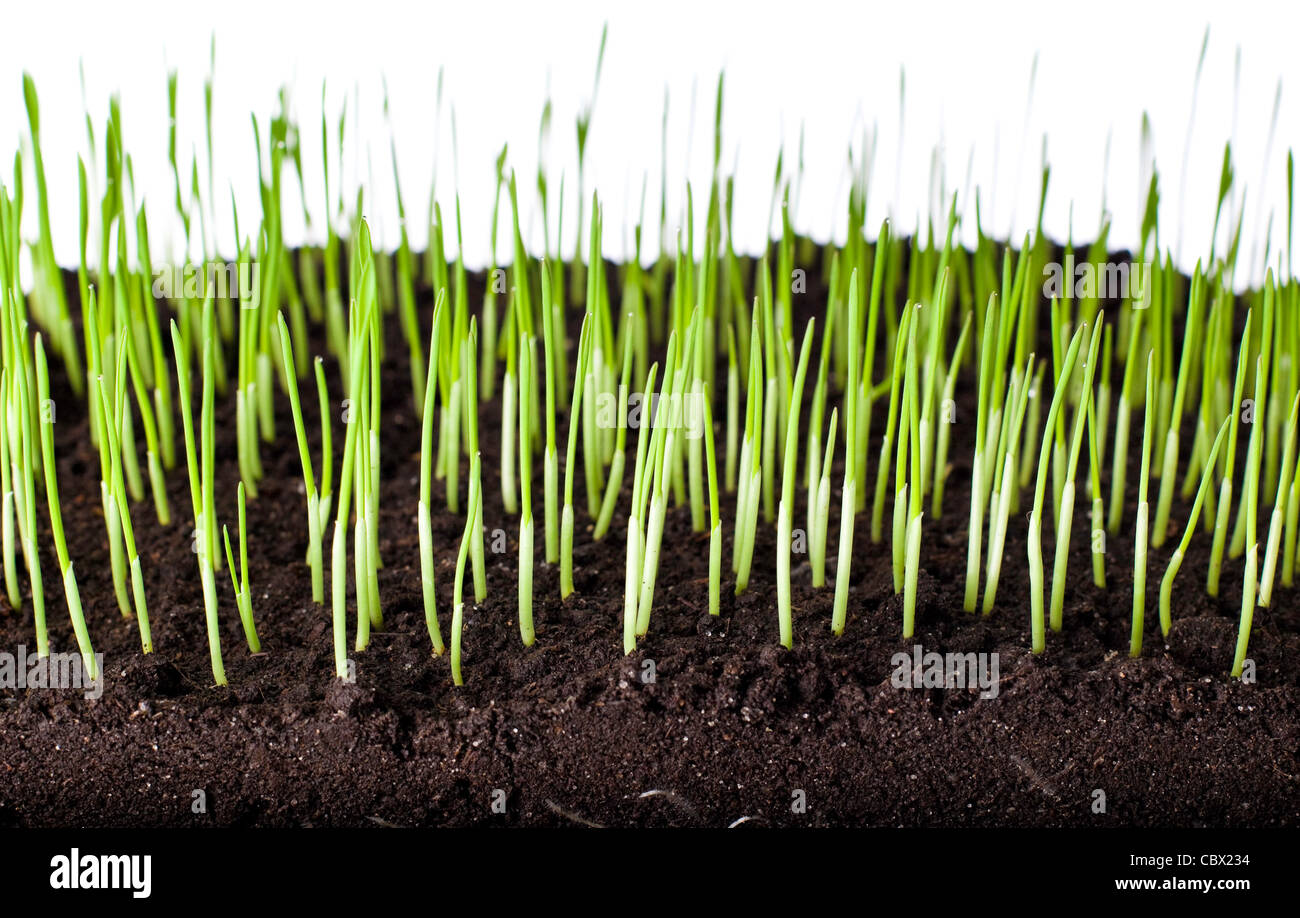 fresh growing grass isolated on white background Stock Photo - Alamy