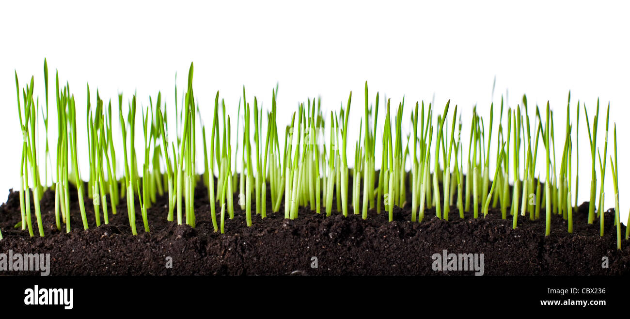 fresh growing grass isolated on white background Stock Photo - Alamy