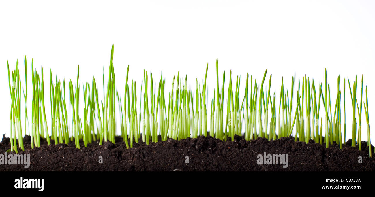 fresh growing grass isolated on white background Stock Photo - Alamy