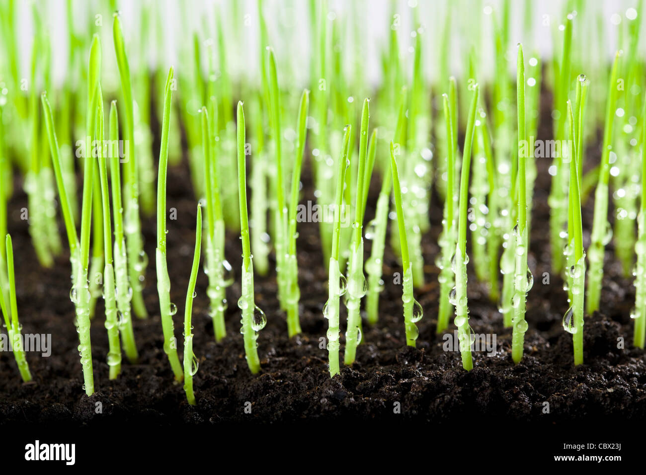 fresh growing grass isolated on white background Stock Photo - Alamy