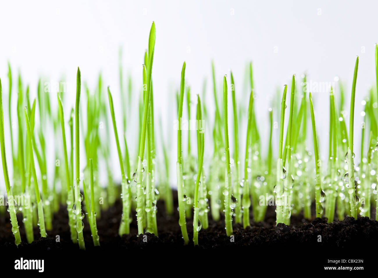 fresh growing grass isolated on white background Stock Photo - Alamy