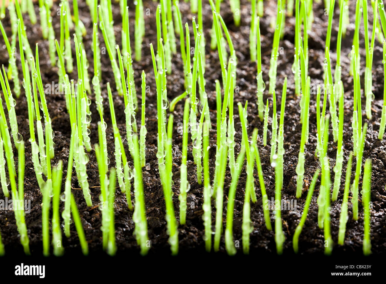 fresh growing grass isolated on white background Stock Photo - Alamy