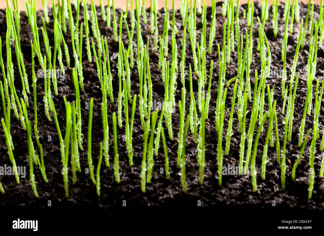 fresh growing grass isolated on white background Stock Photo - Alamy