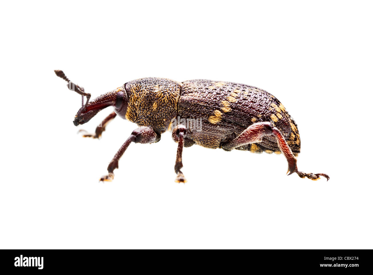 Beetle foot hi-res stock photography and images - Alamy