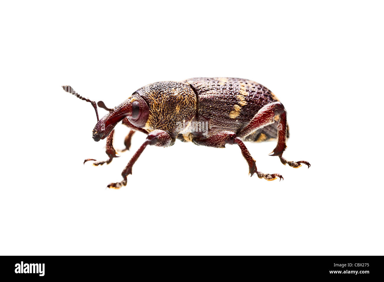 Beetle foot hi-res stock photography and images - Alamy