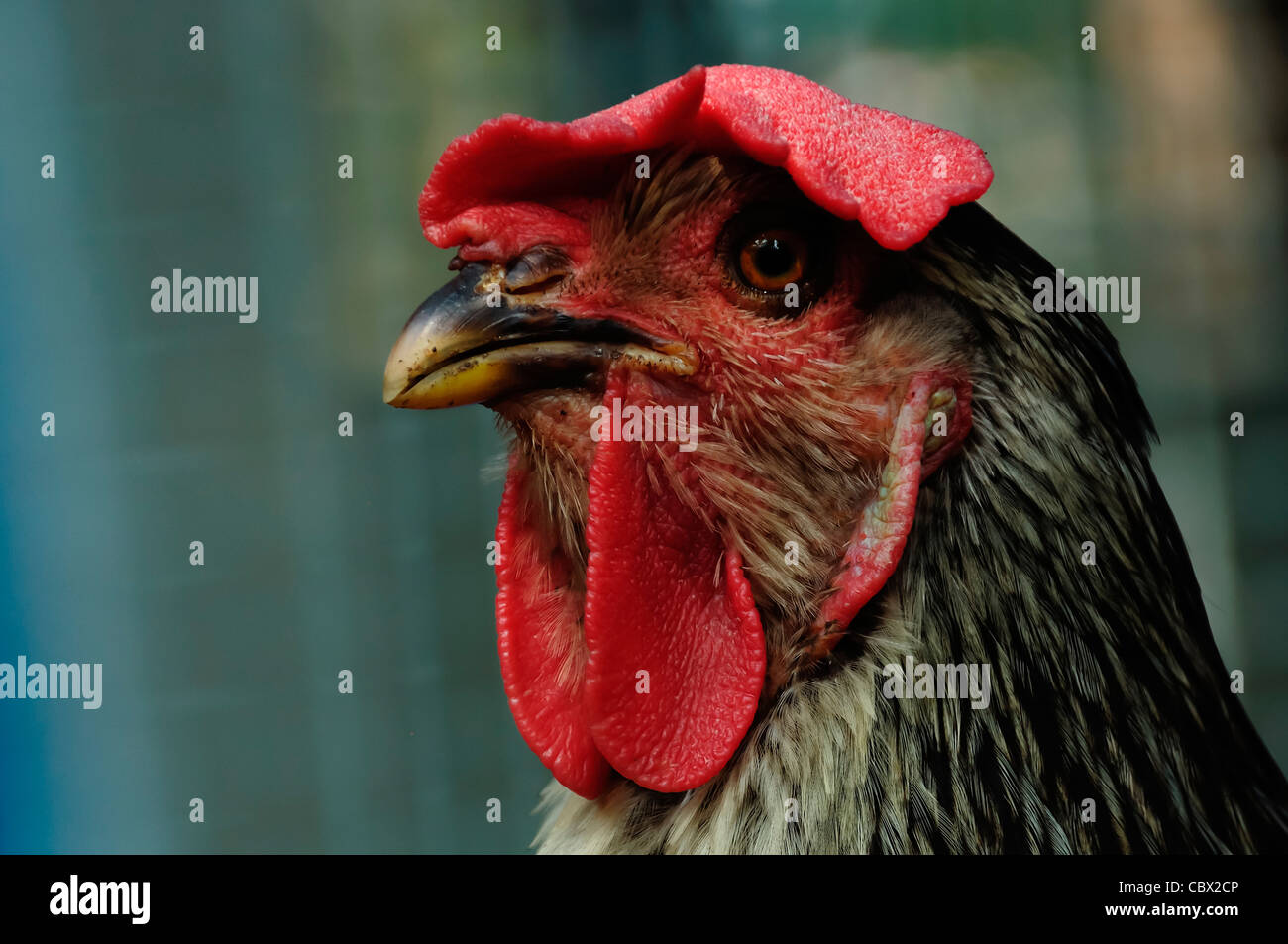Hen looking out hi-res stock photography and images - Alamy