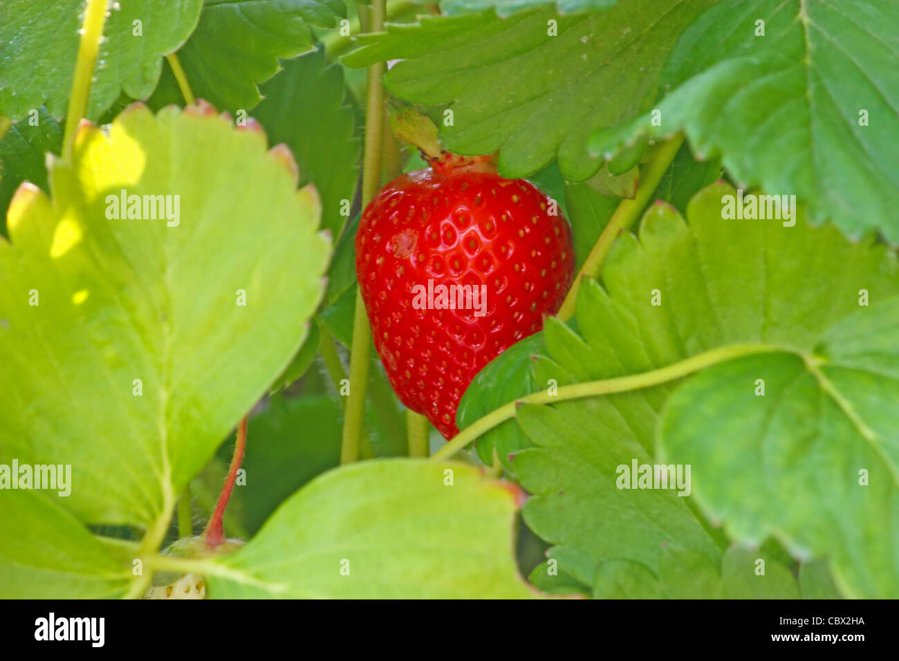 Red ripe strawberry amid leaves Stock Photo - Alamy