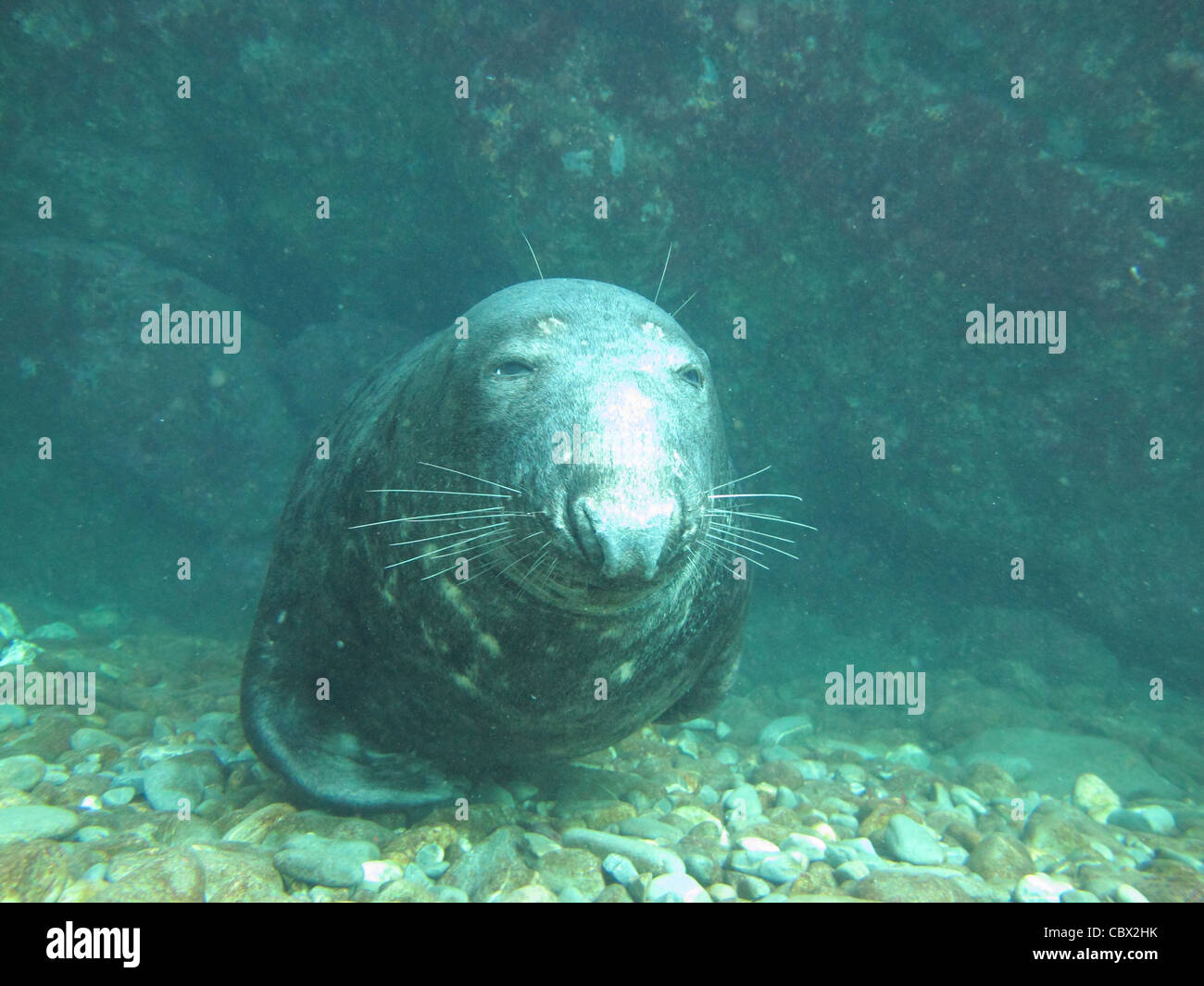 Sleepy Bull grey Seal Stock Photo - Alamy