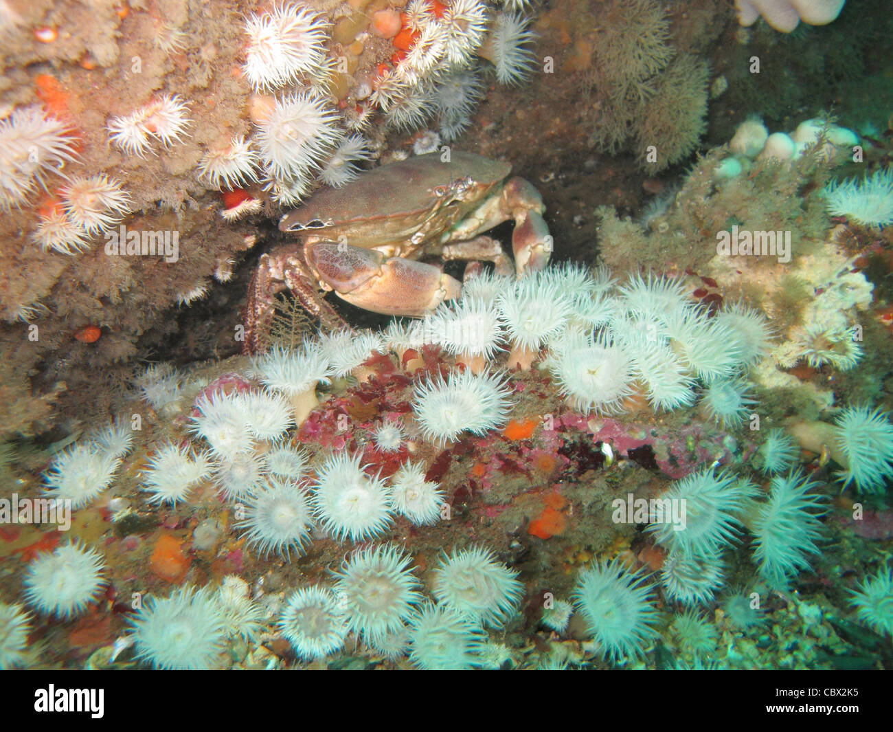 Cancer pagrus hi-res stock photography and images - Alamy